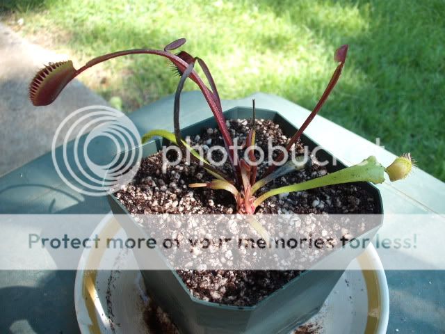 My Red Dragon plant is not recovering - FlyTrapCare Forums